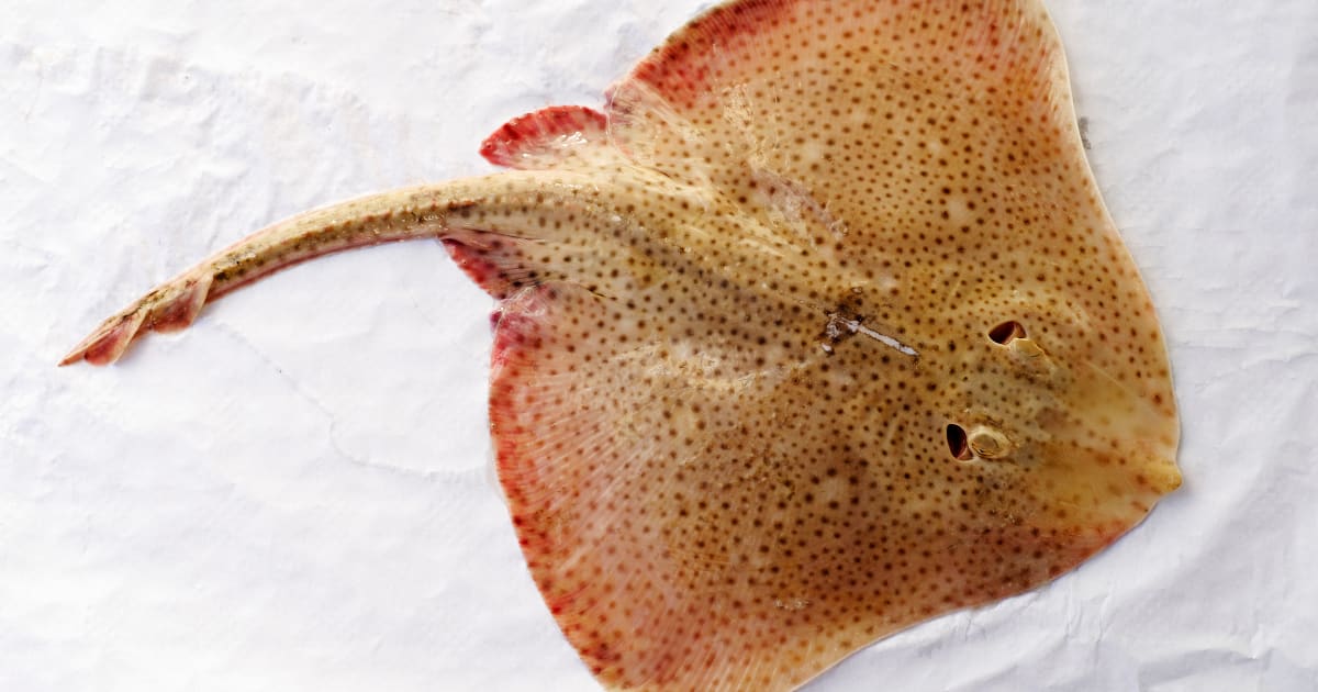 La raie - Quelles sont ses principales caractéristiques et comment l ...