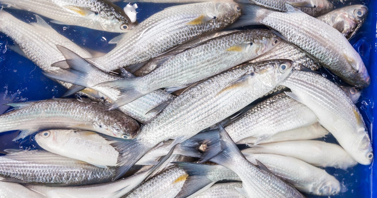 Le poisson mulet - Quelles sont les principales espèces de mulet et ...