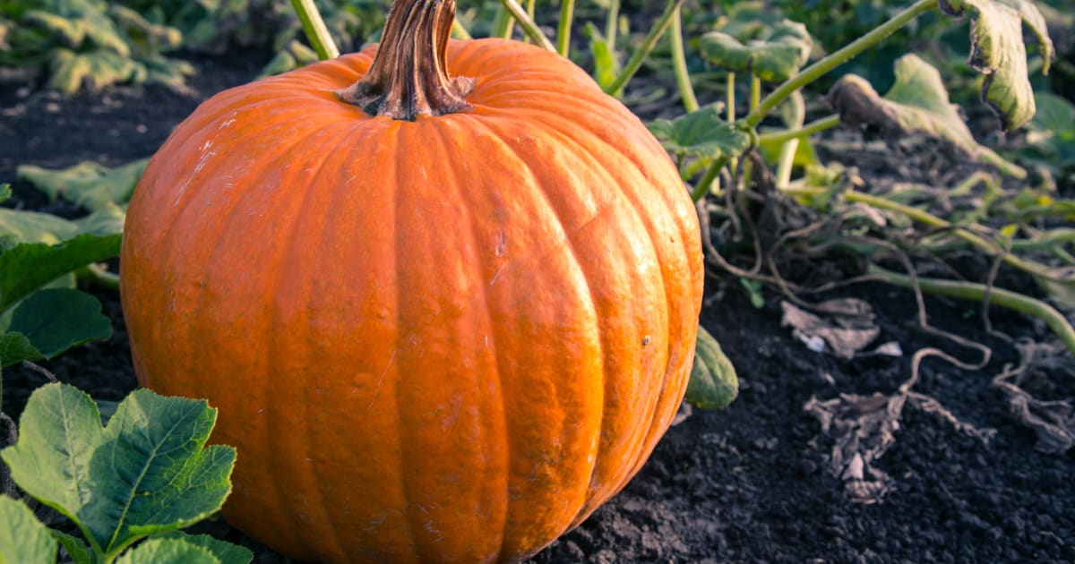 La citrouille - Quelles sont ses principales caractéristiques et ...