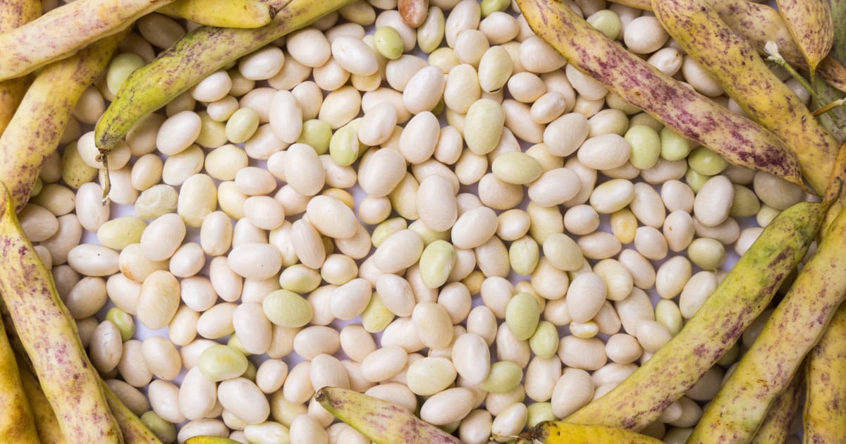 Le coco de Paimpol - Quelles sont ses principales caractéristiques et ...