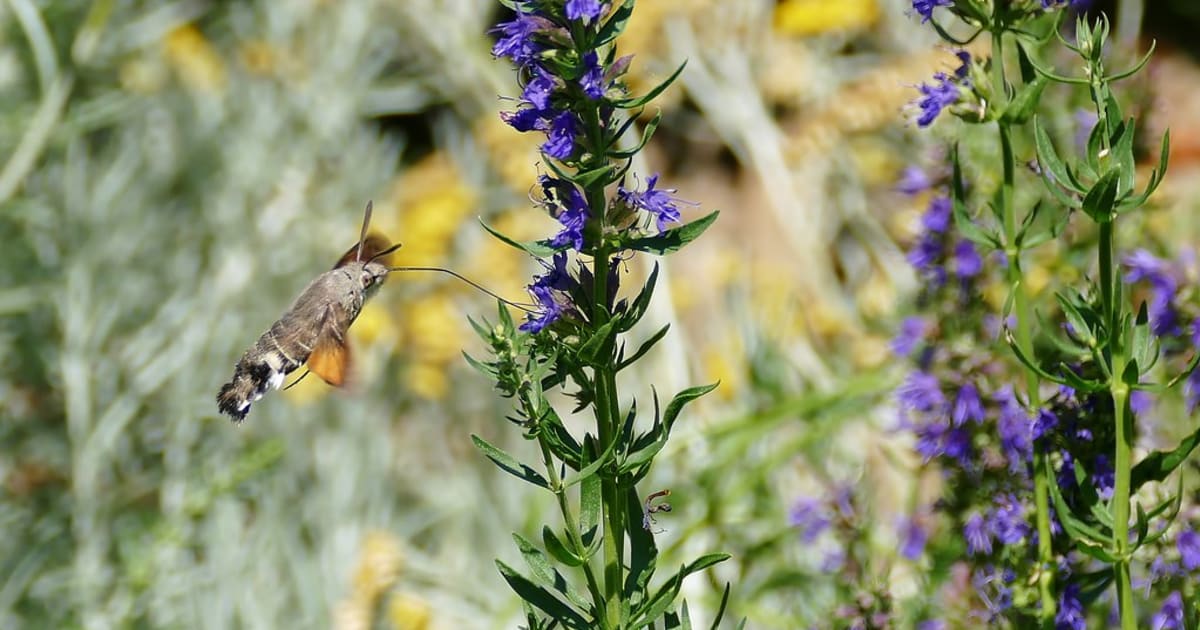 L'hysope (Hyssopus officinalis) - Quelles sont ses principales ...