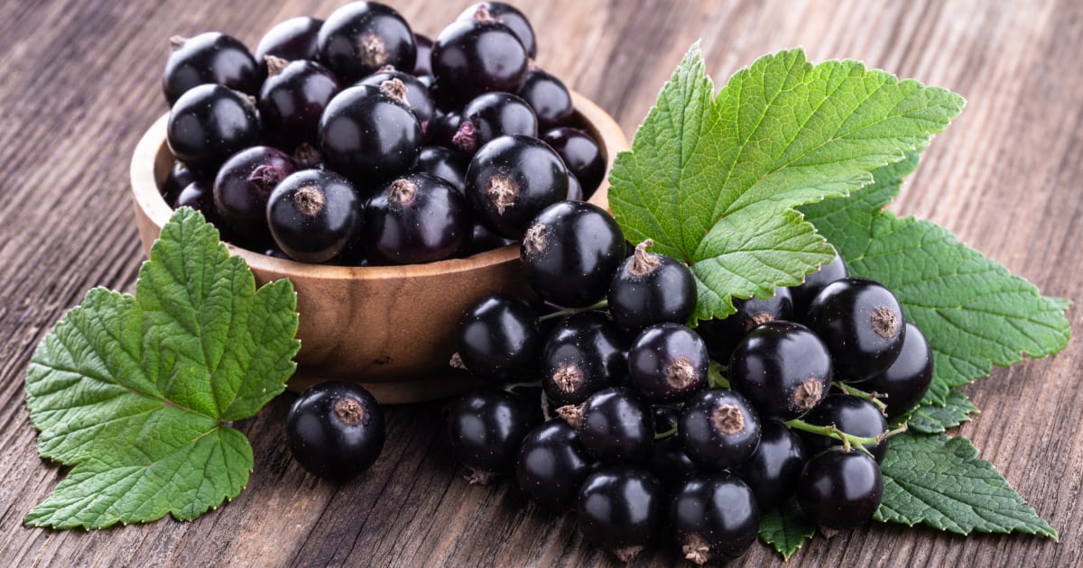 Les cassis - Quels sont leurs bienfaits et comment les utiliser en ...