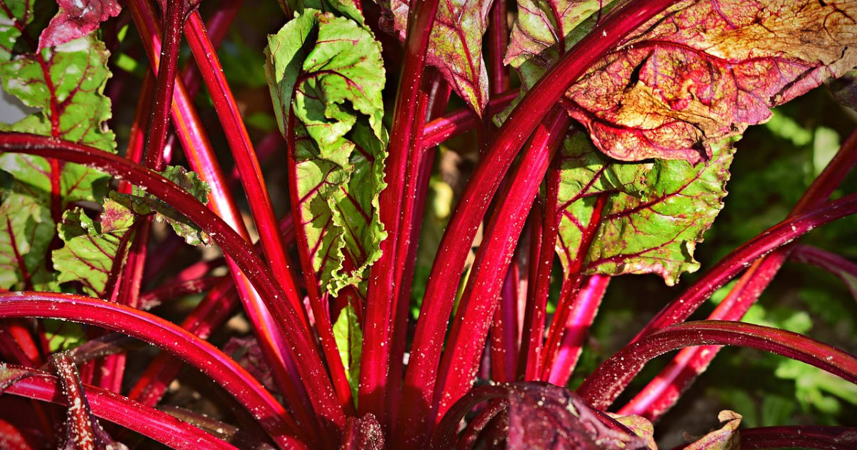 Cardes et accompagnement : des recettes faciles et originales