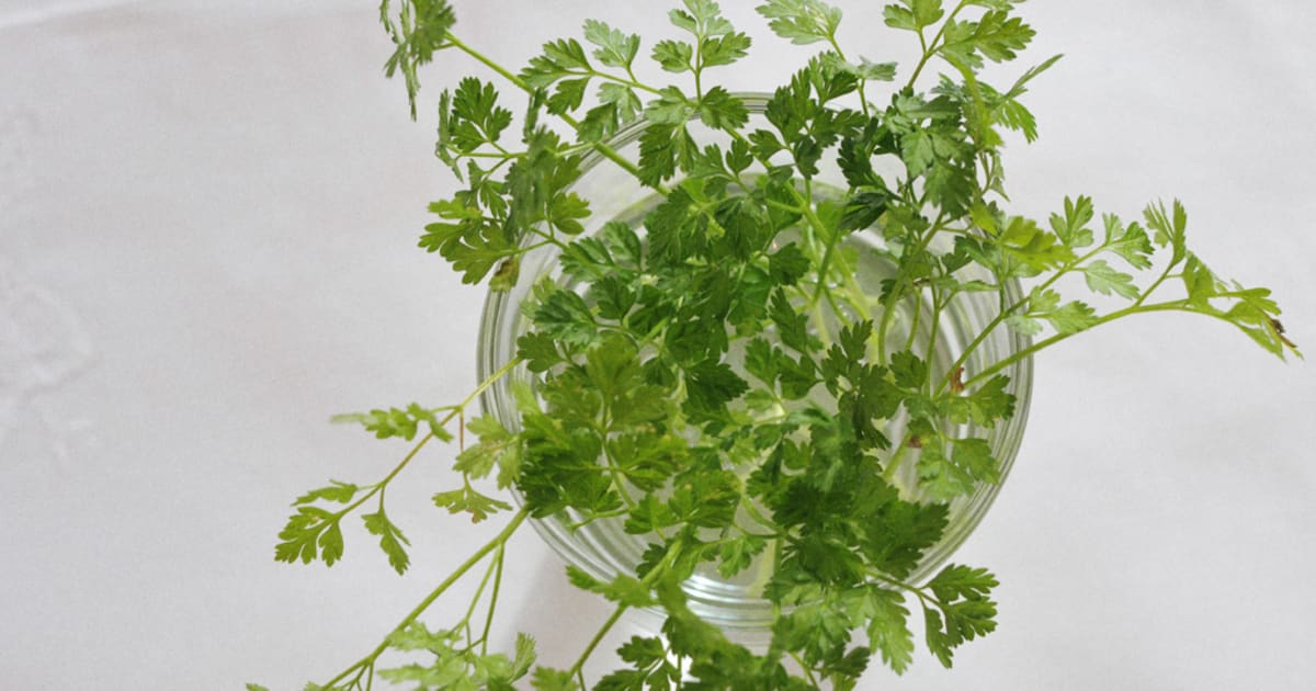 Le cerfeuil, une plante aromatique qui s'invite dans de nombreuses ...