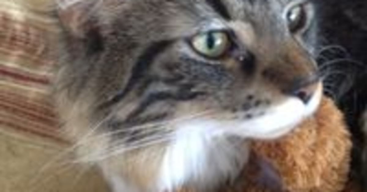 Jocelyne Lapikas - Le Gourmet et ses recettes