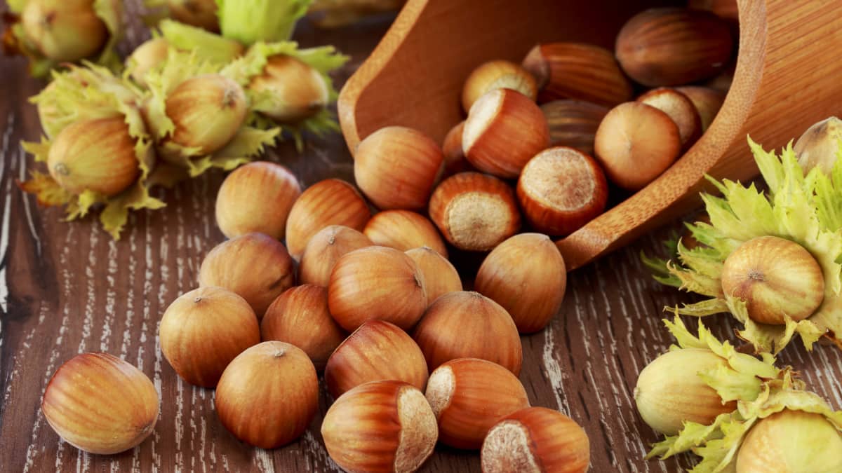 Tout savoir sur les noisettes, origines, saison, atouts nutritionnels ...