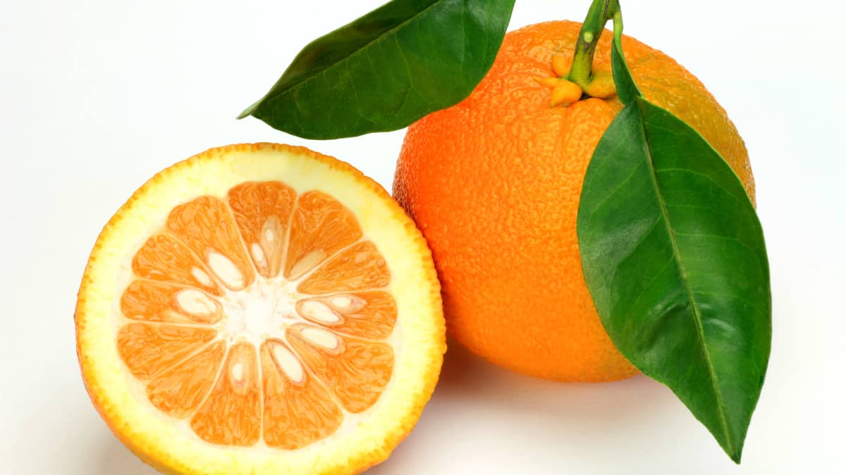 L'orange amère - Quelles sont ses principales caractéristiques et ...