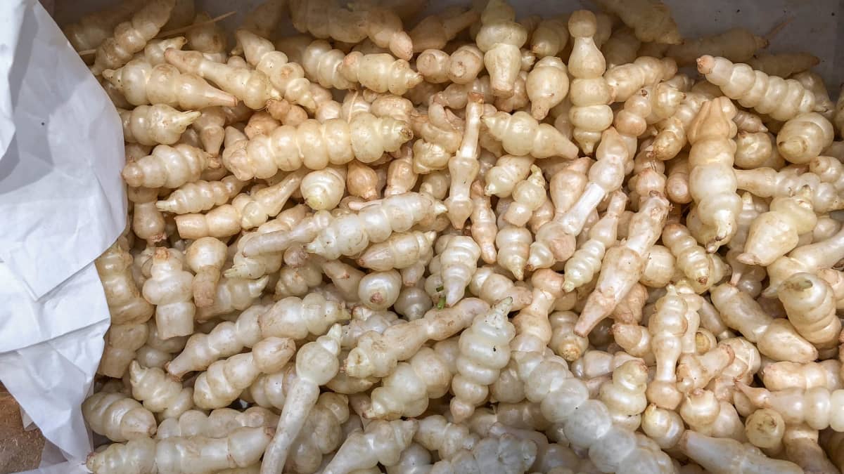 Les crosnes (crosnes du Japon)- Cuisiner les crosnes - Technique ...