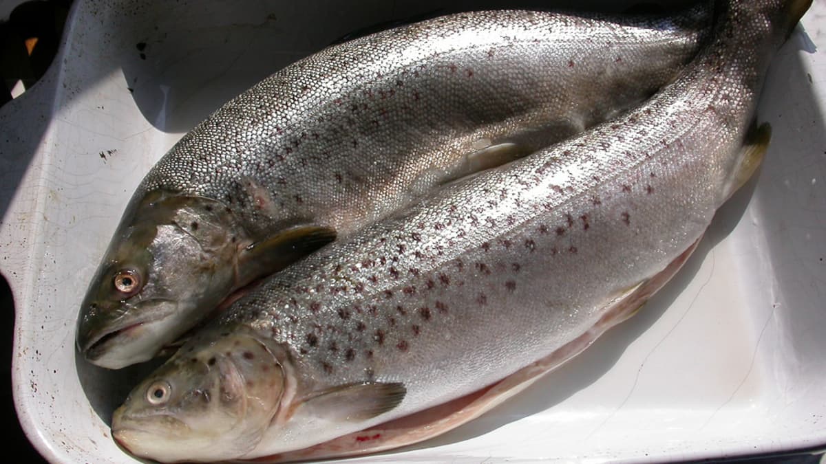 Des recettes de cuisine pour amateurs de poisson qui mettent en vedette ...