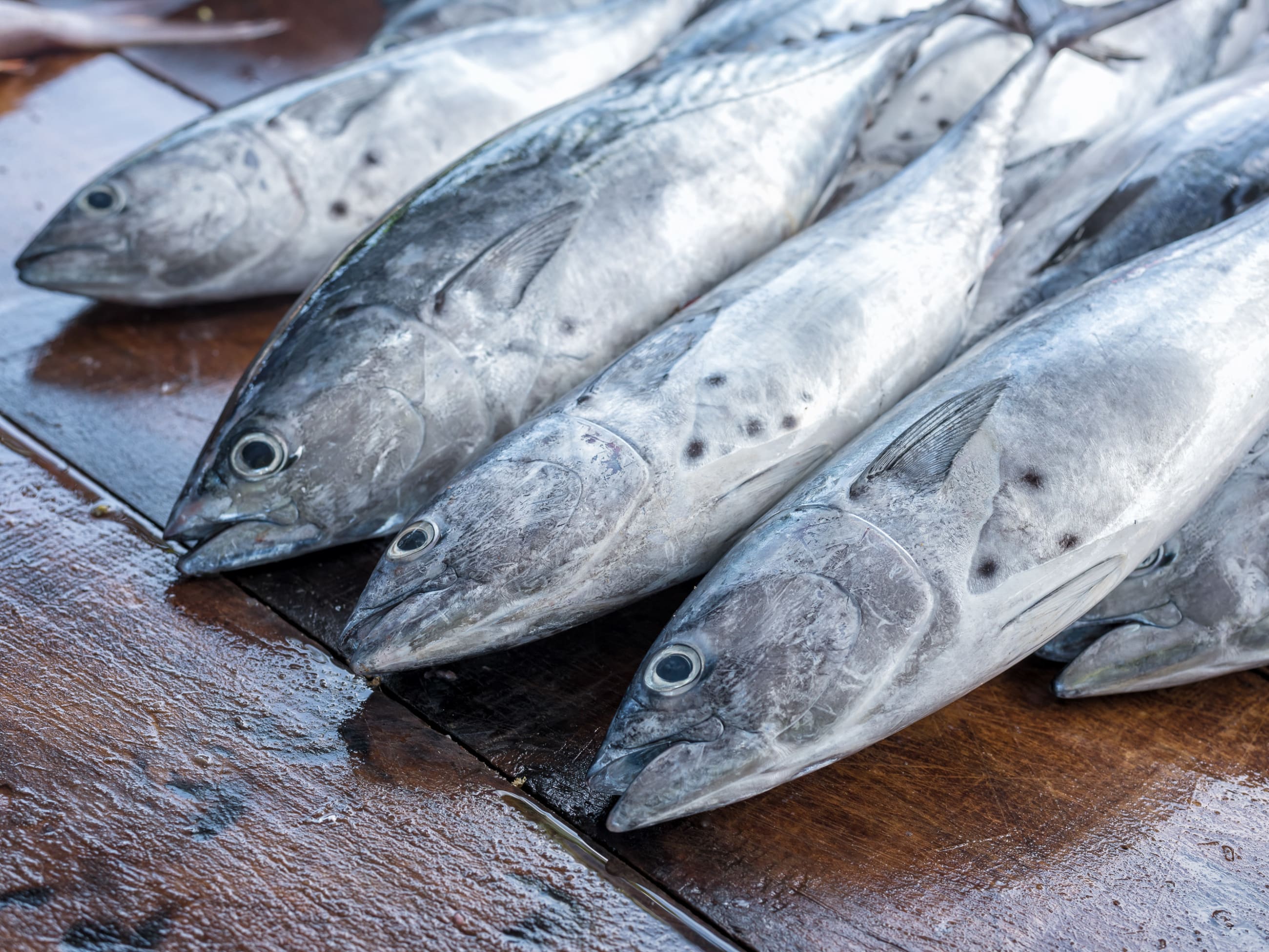 Le thon - Tout savoir sur le thon, les différentes espèces, propriétés ...