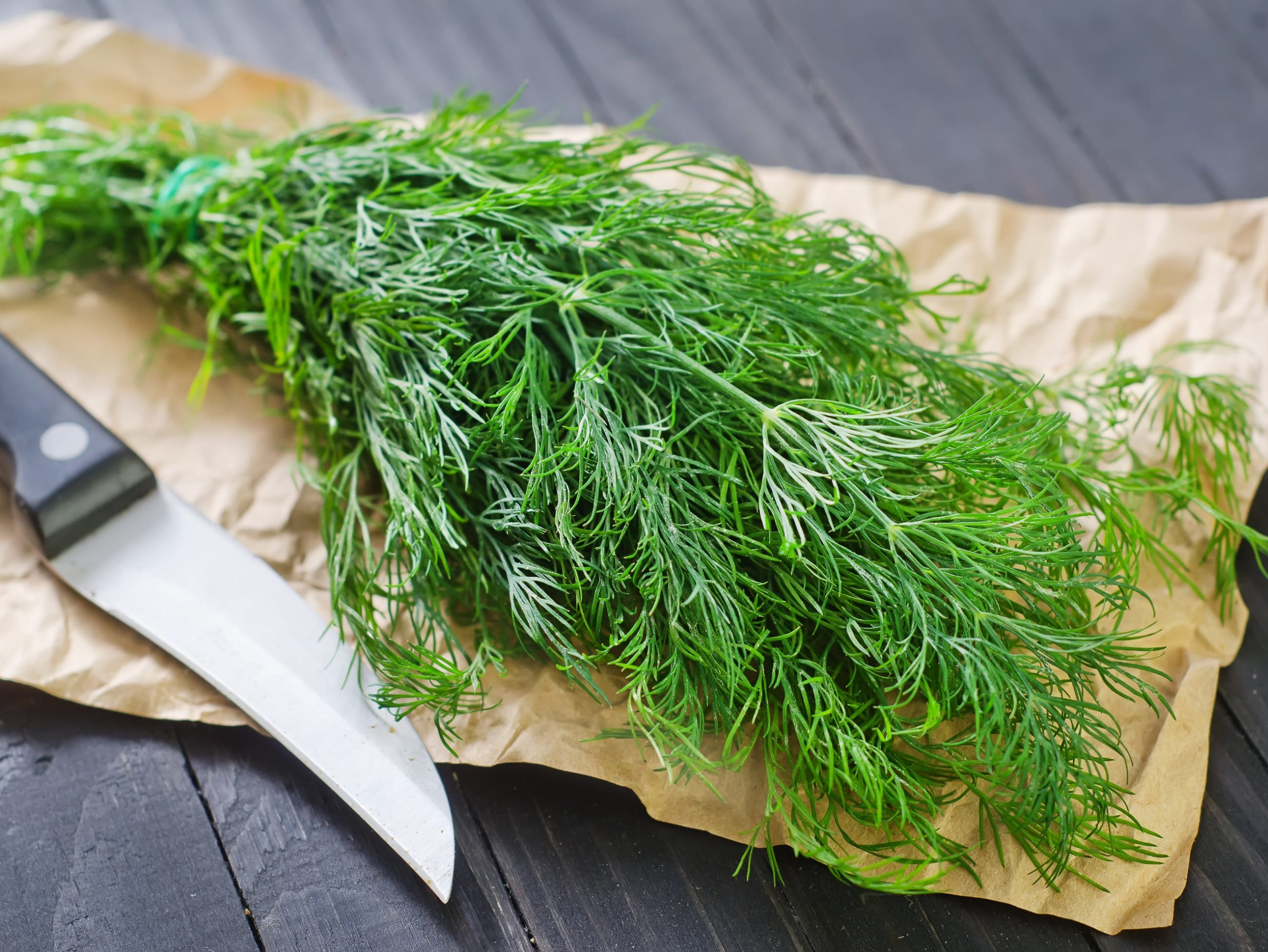 L'aneth - Comment le cultiver et l'utiliser en cuisine