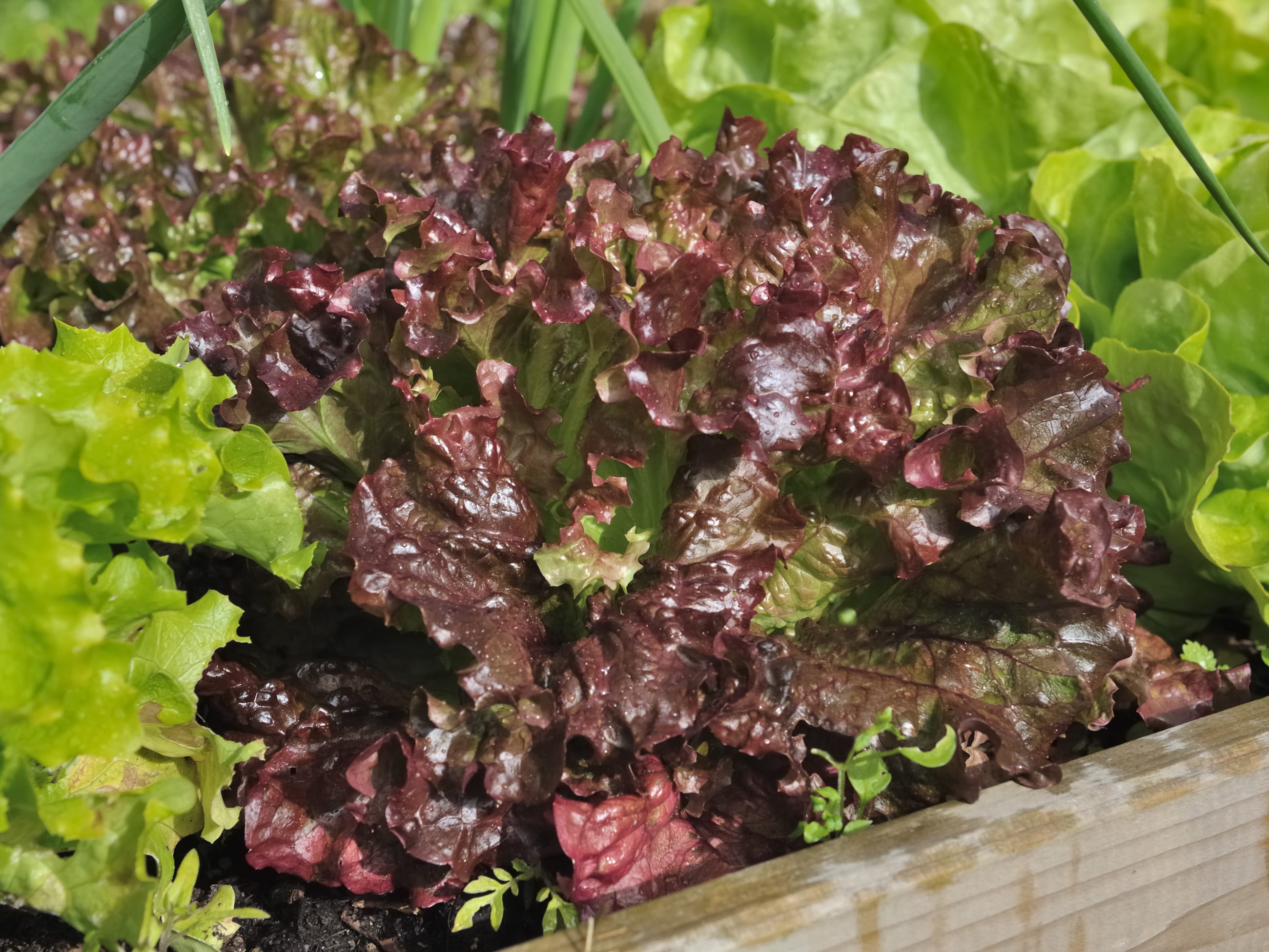 La batavia - Comment cultiver, conserver et cuisiner la laitue batavia