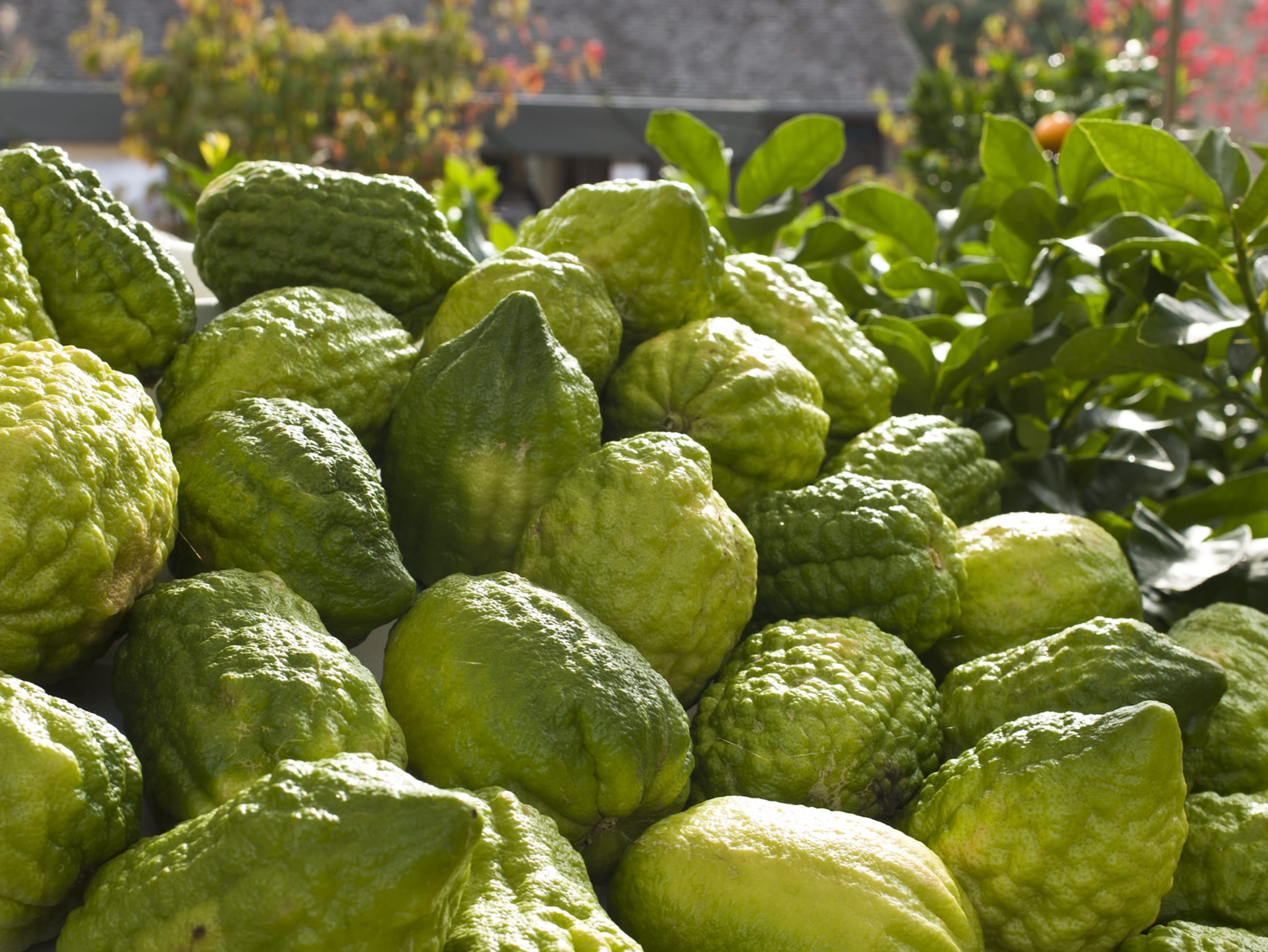 Le cédrat - Quel est cet agrume qui ressemble au citron et comment l ...