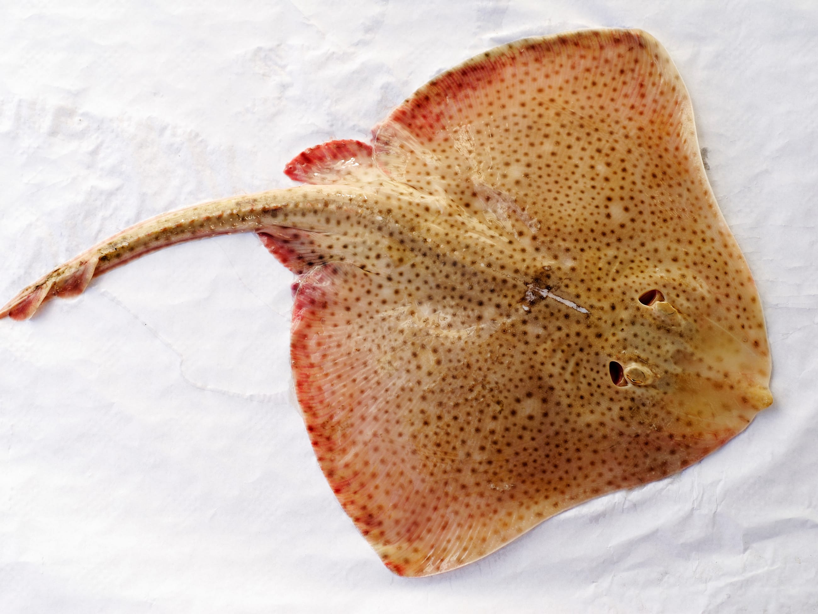 La raie - Quelles sont ses principales caractéristiques et comment l ...