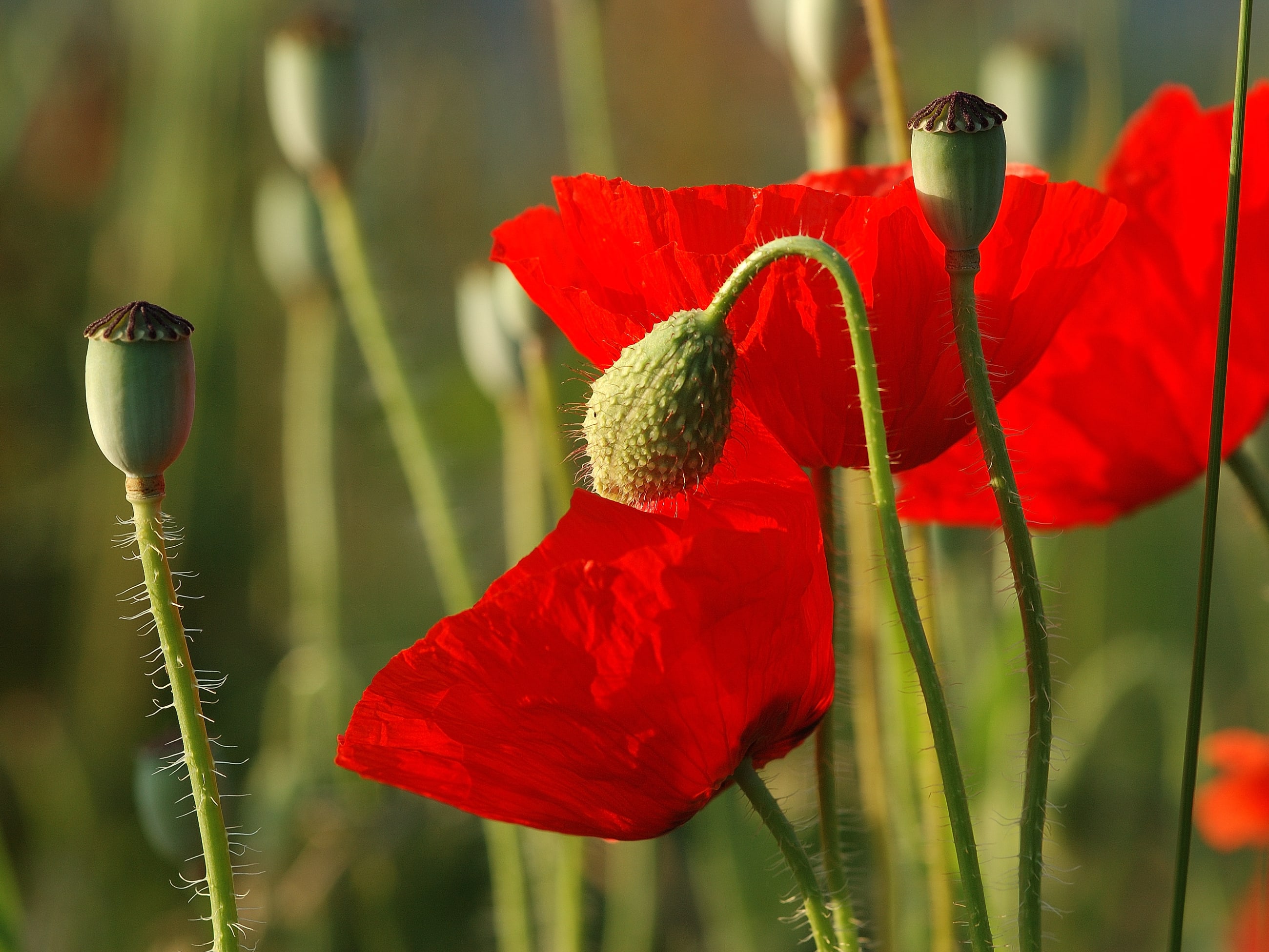 Le coquelicot - Quelles sont ses origines et de quelle manière l ...