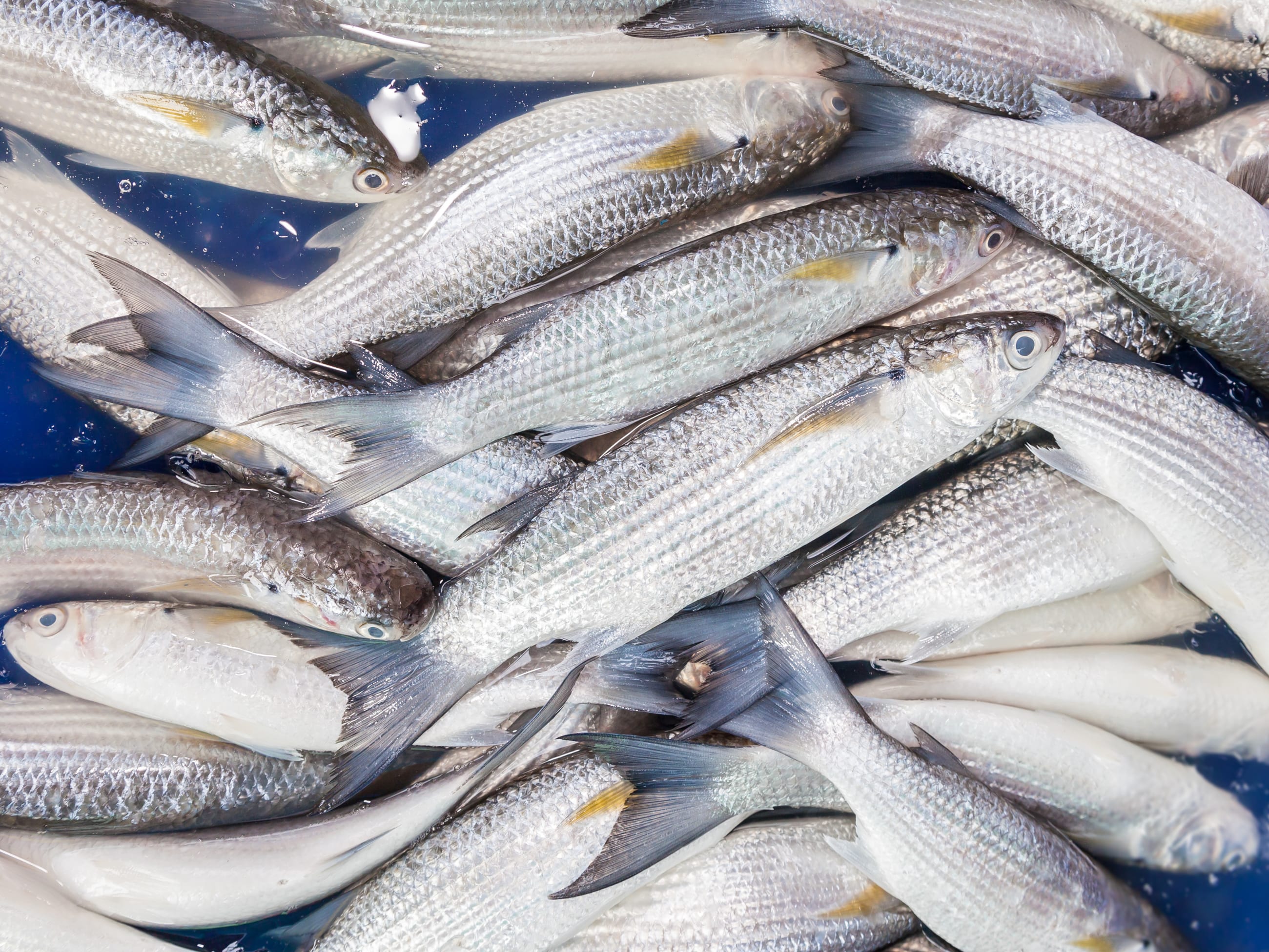 Le poisson mulet - Quelles sont les principales espèces de mulet et ...