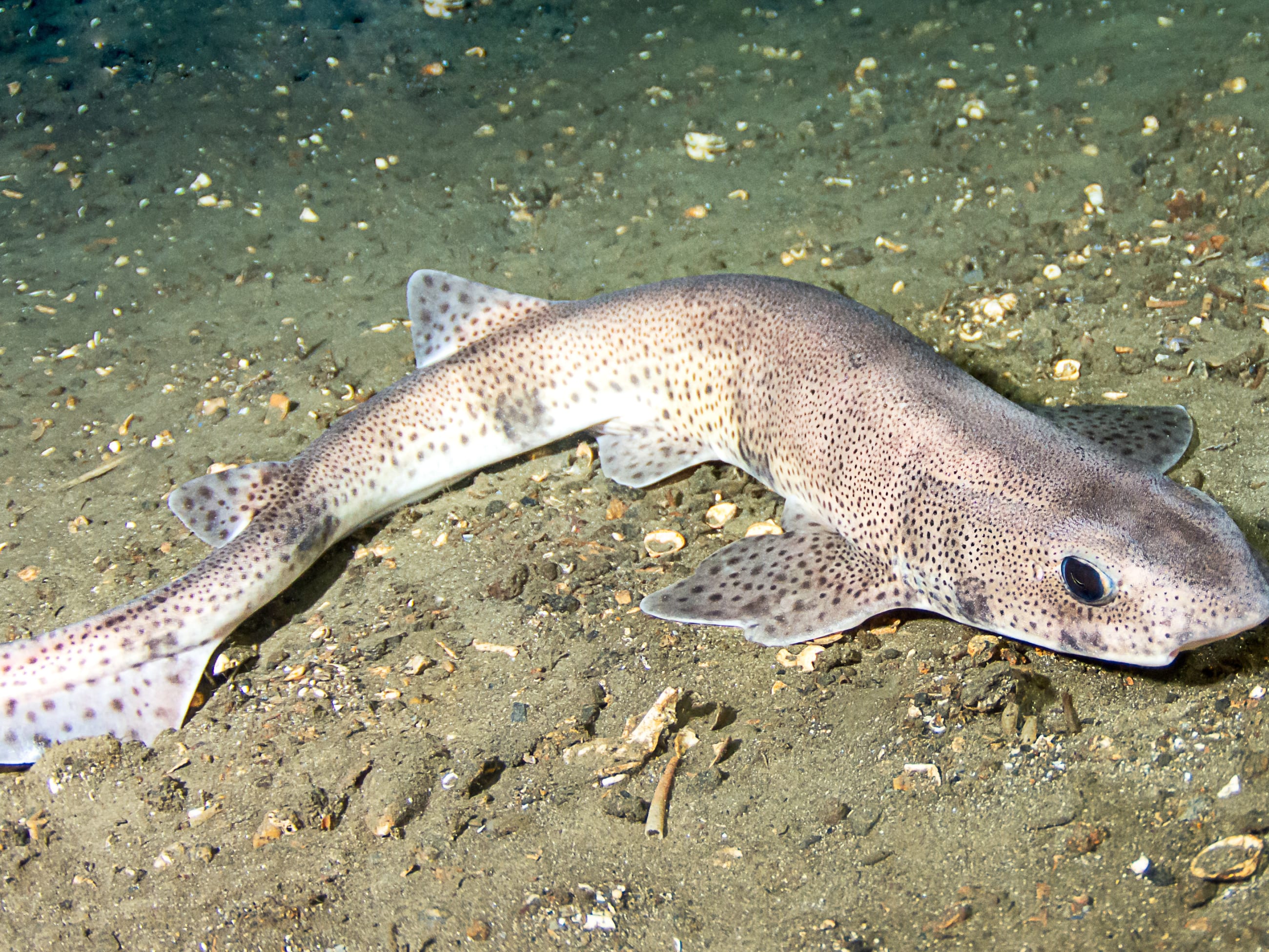 La petite roussette ou saumonette - Quelles sont ses principales ...