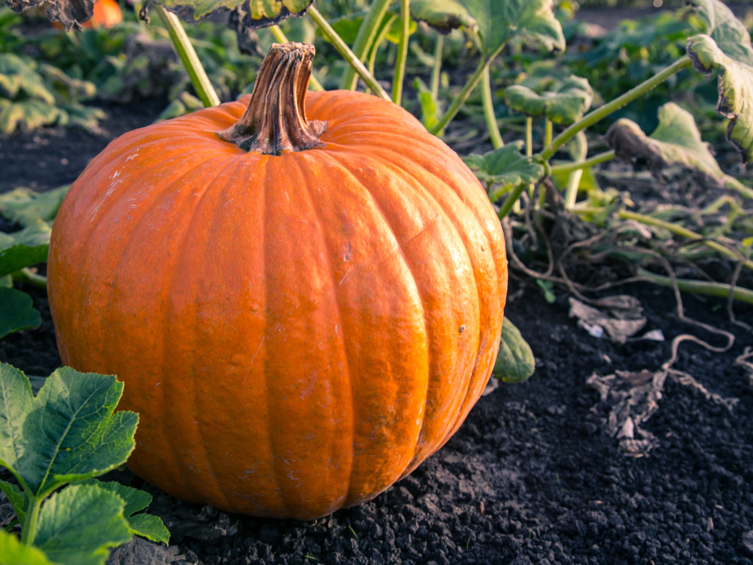 La citrouille - Quelles sont ses principales caractéristiques et ...