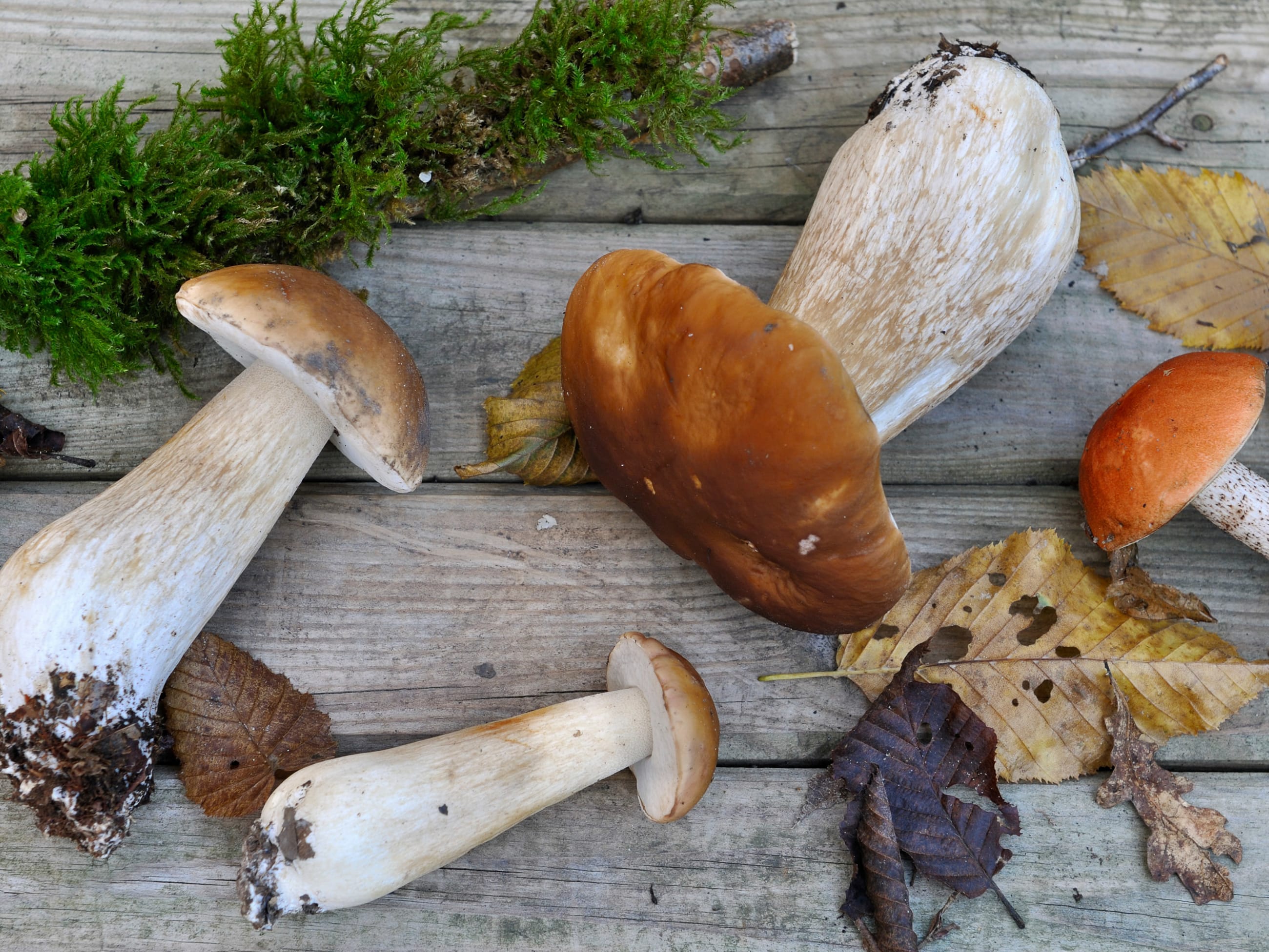 Comment cuisiner les cèpes, les choisir, les nettoyer et les conserver