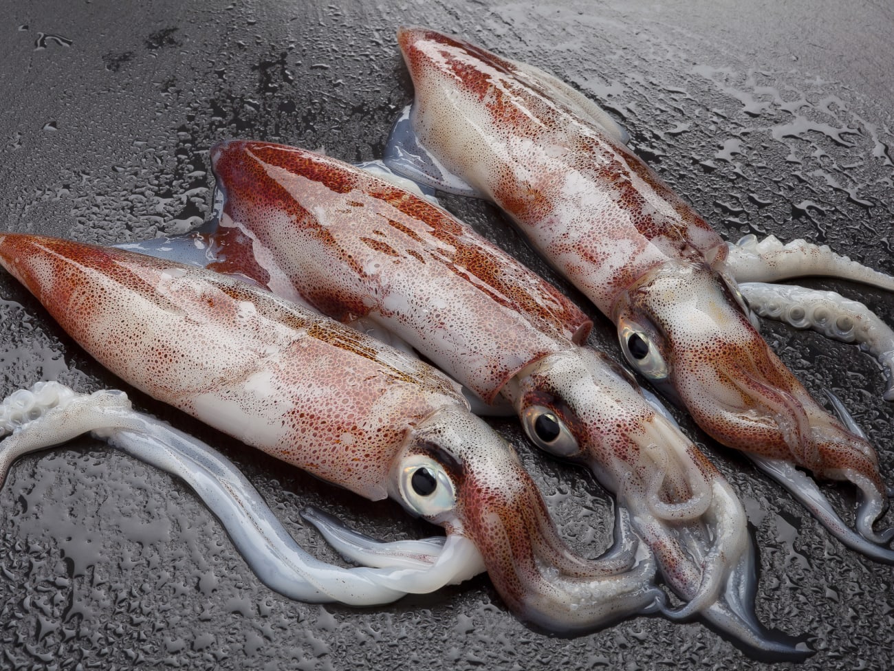 Le calamar, calmar, encornet ou chipiron, un mollusque proche de la ...