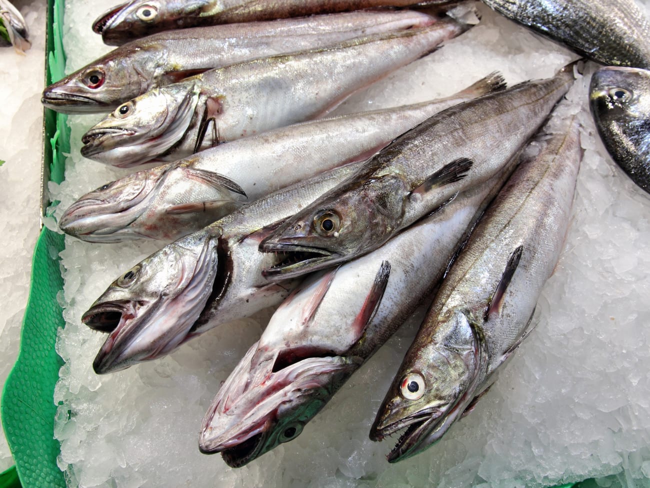 Le merlu - Quelles sont ses principales caractéristiques et comment le ...