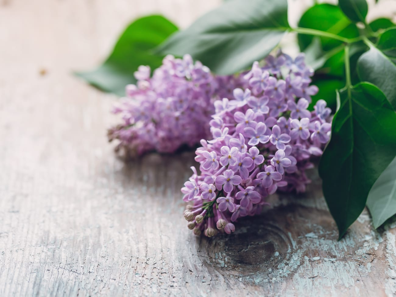 Les fleurs de lilas - Qu'est-ce que le lilas et comment utiliser cette ...