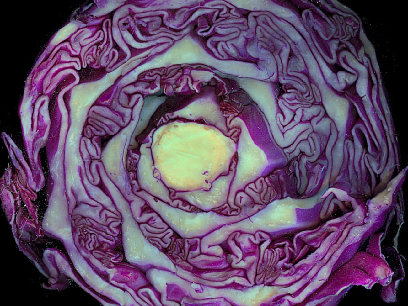 De l'entrée au dessert mettez quelques touches de violet dans vos recettes