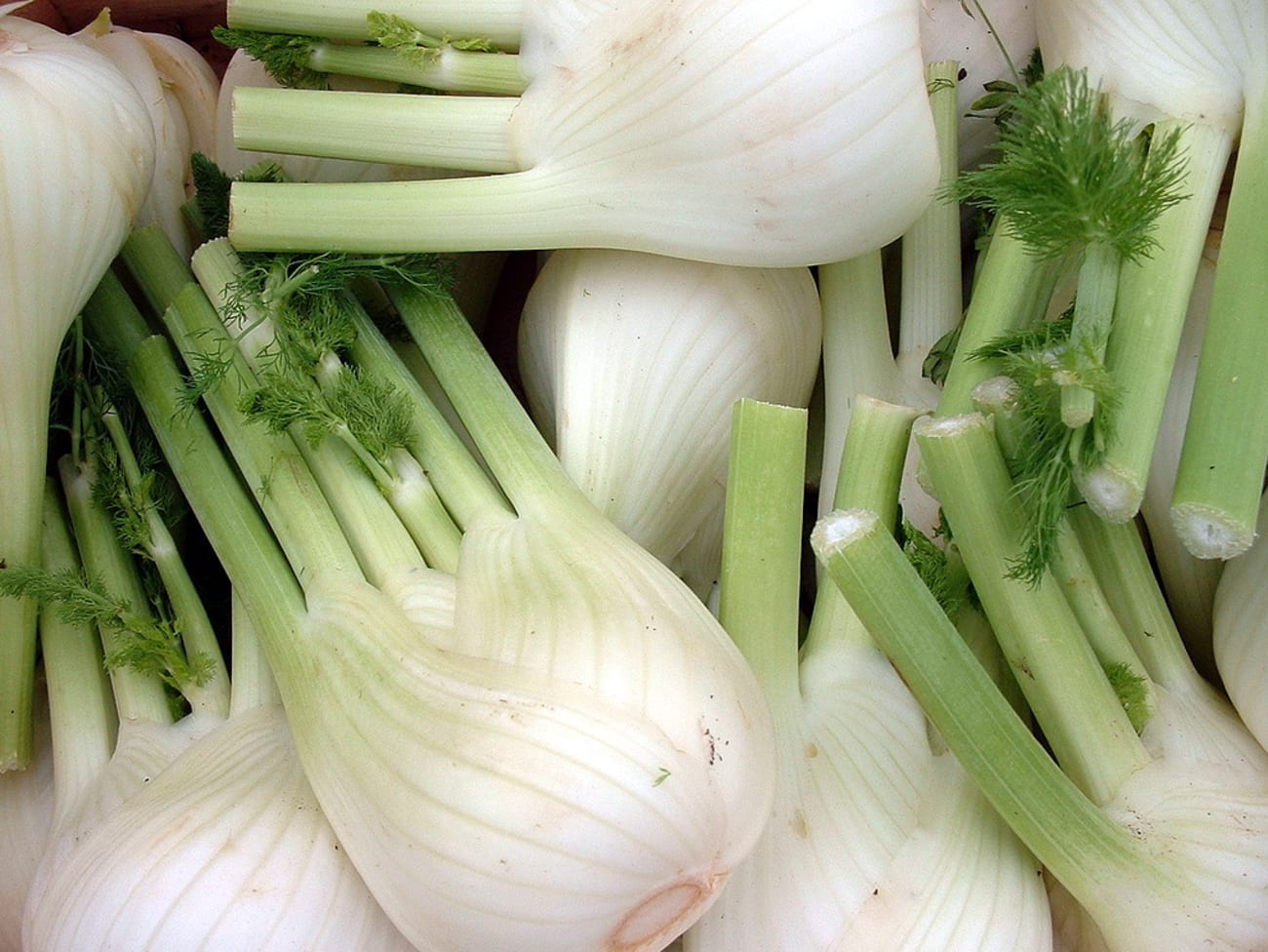 Gratiné, braisé ou servi en salade, testez nos plus belles recettes de ...