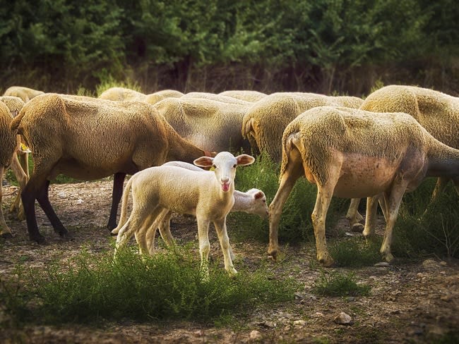 Baron - Définition de Baron - Lexique du vocabulaire de cuisine