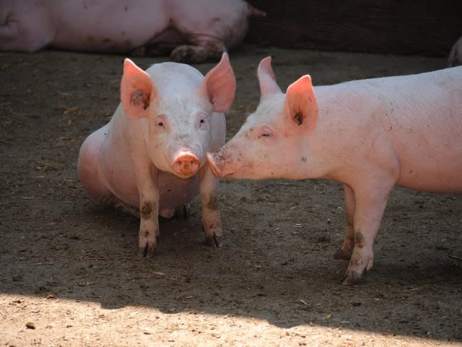Le porc - Classification, races et critères de qualité