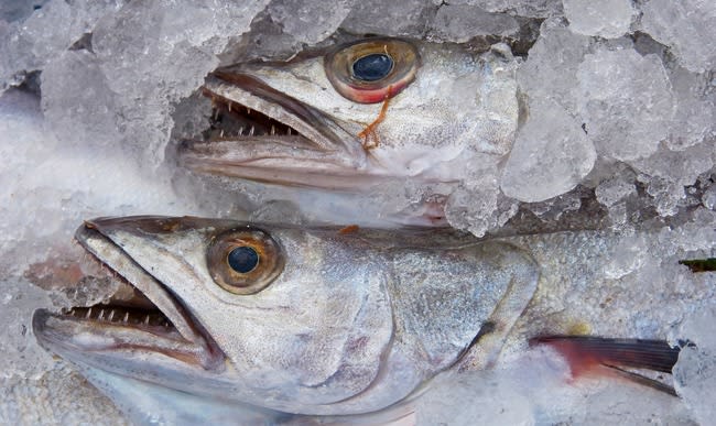 Recettes de colin : des idées de recettes faciles et originales