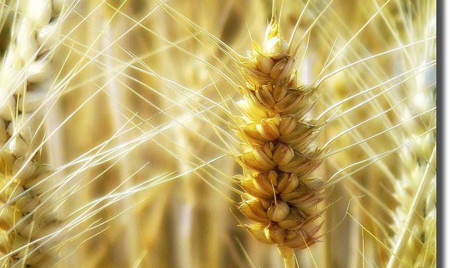 Recettes d'orge : des idées de recettes faciles et originales