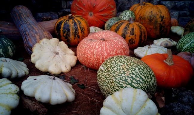 Comment cuisiner les cucurbitacées ? La réponse en savoureuses recettes ...