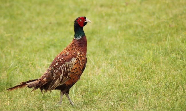 Sanglier, biche ou chevreuil, ces recettes de gibier forts en goût vont ...