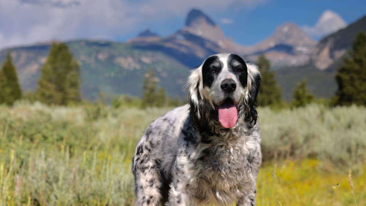 English Setter Decks of Playing Cards