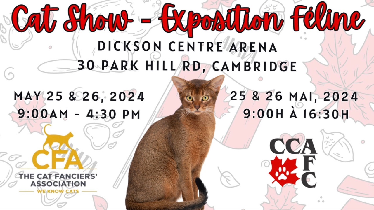 Cambridge Cat Show - Exposition Féline