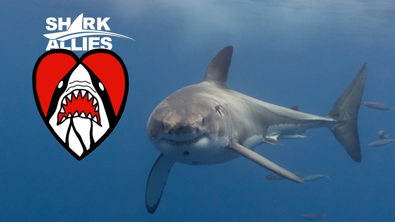 Shark Weekend Online Auction