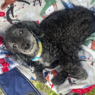 Paws R Us Inc's annual raffle 2024