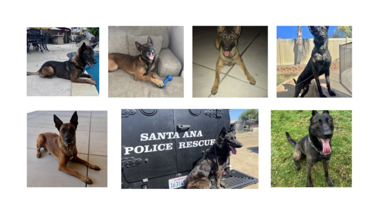 Donate to Santa Ana Police Department's Seven K9s Vests!