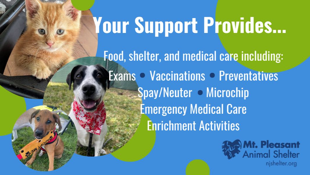 Pawsitive Impact Fundraisers