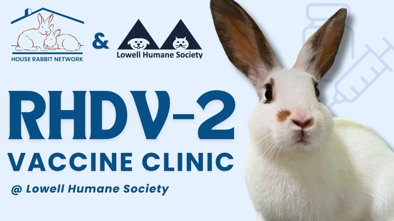 House Rabbit Network's RHDV-2 Clinic at Lowell Humane Society
