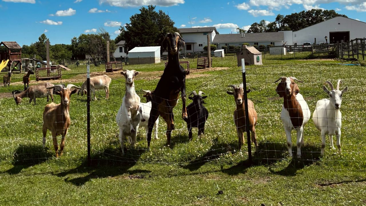 Sponsor A Goat Friend!