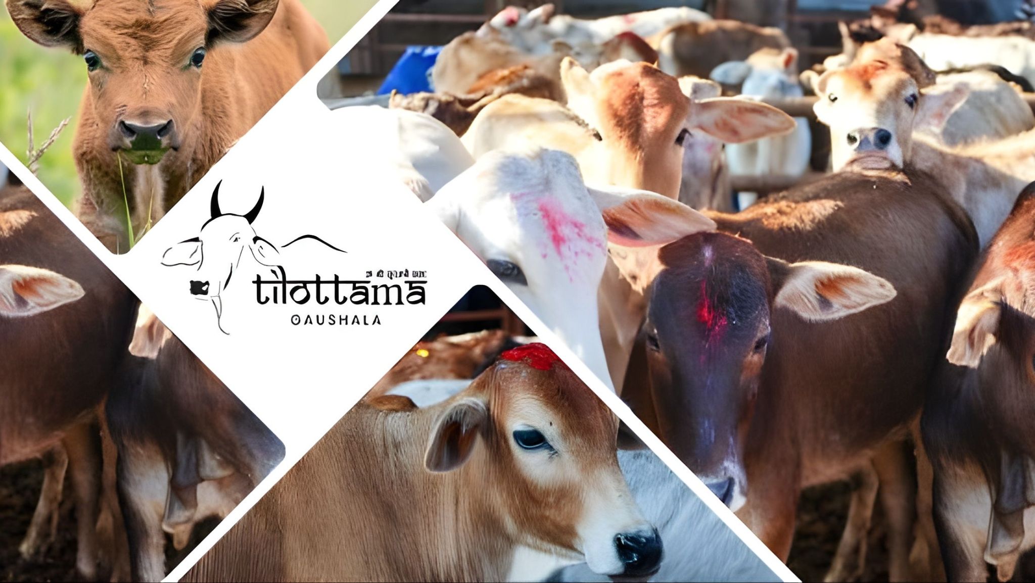 Support Cow Protection