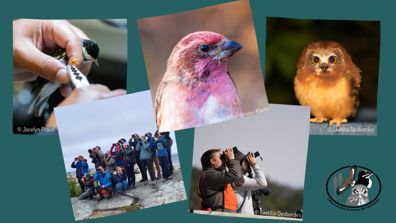 Tadoussac Bird Observatory (OOT)