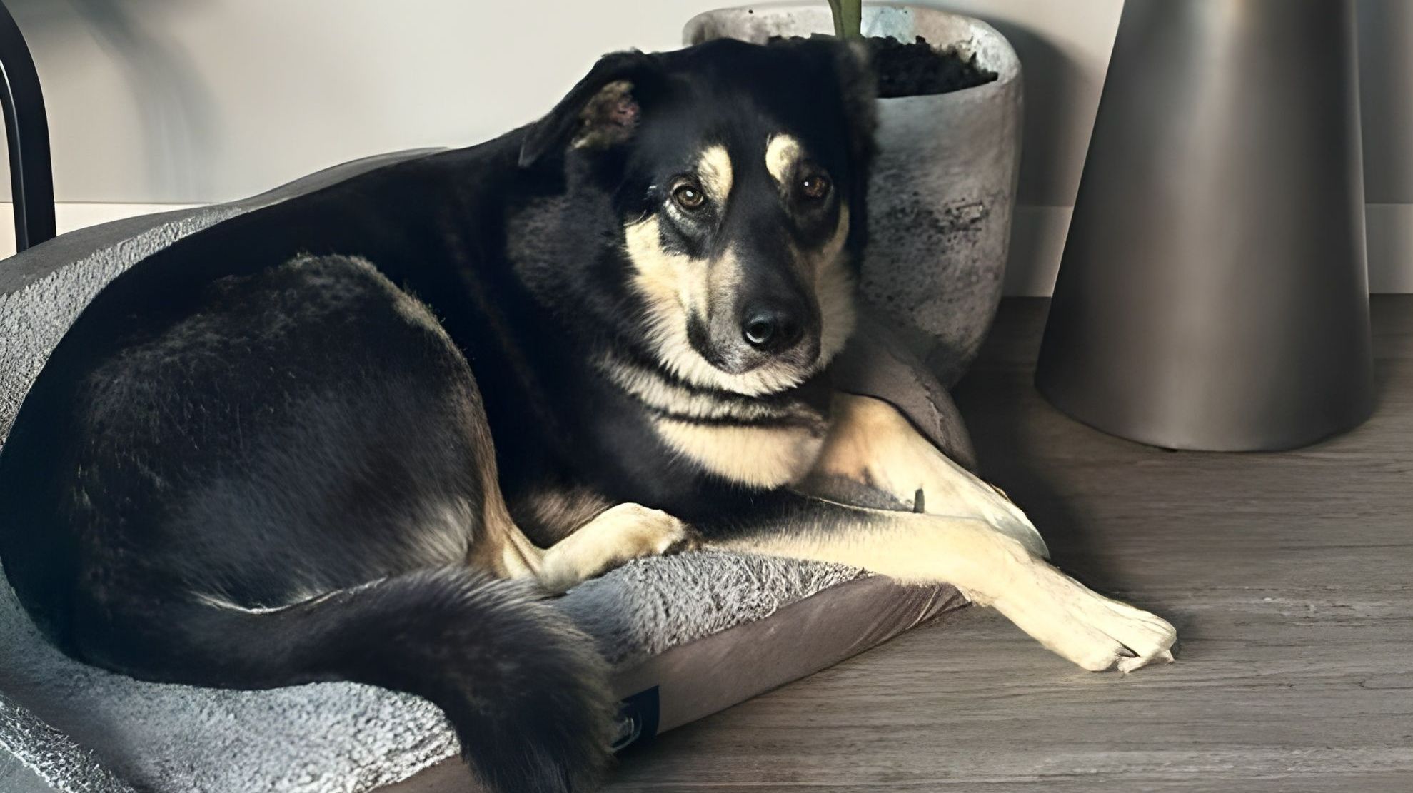 Diamond In The Ruff Pet Rescue's Raffle