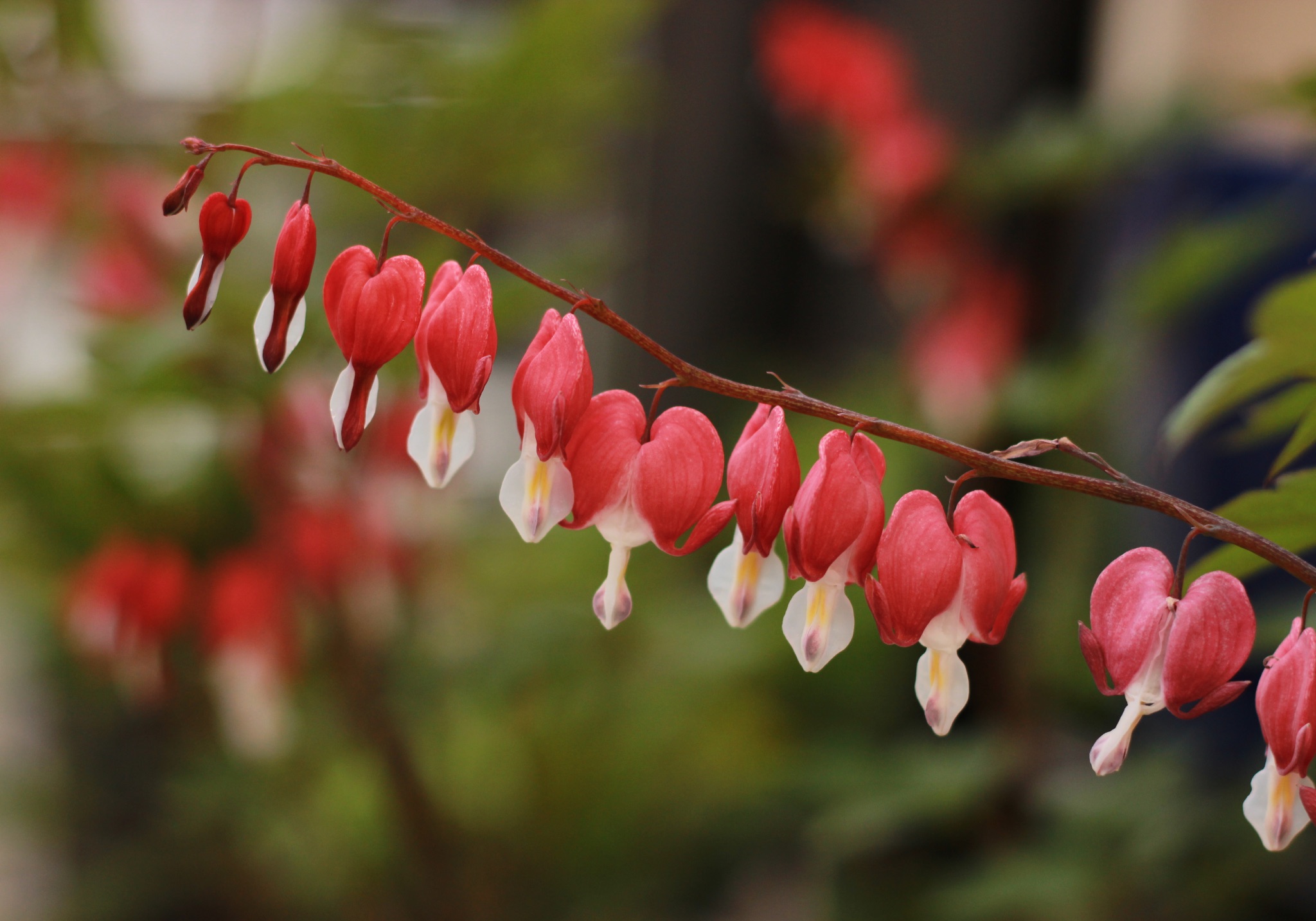 Concert Series II Saturday