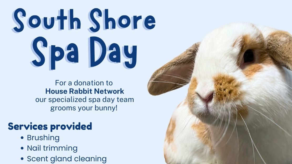 South Shore Bunny Spa Day (Norwell, MA) 11/2/24