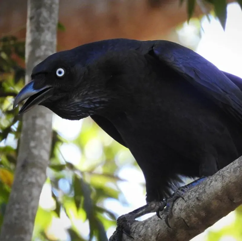 Magpie Mishegas Solstice Party! Dec 21