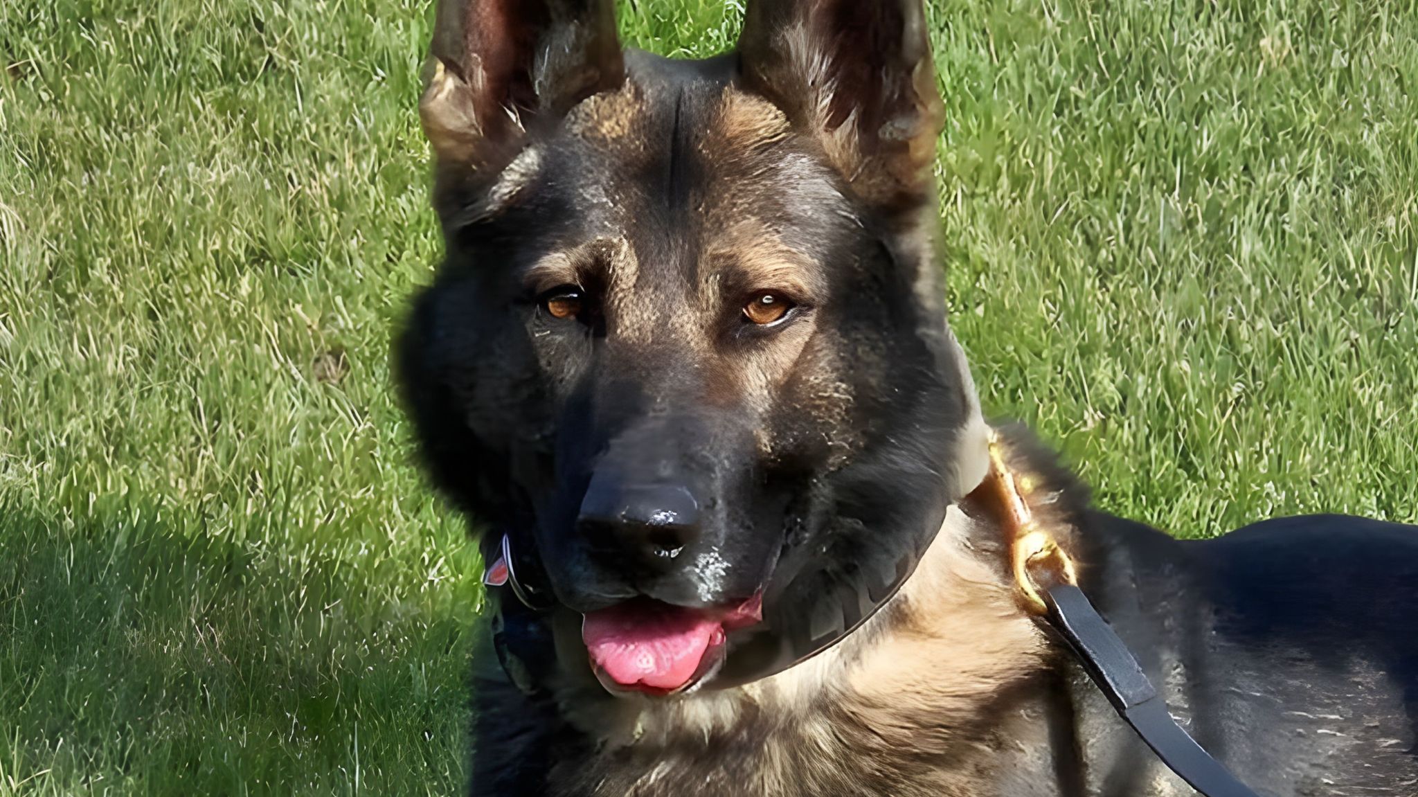 Donate to vest K9 Bear!