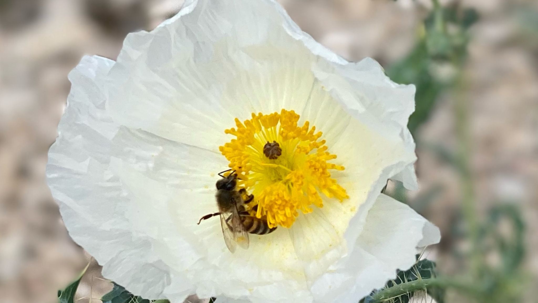 What if you could help support our pollinators with just one click?